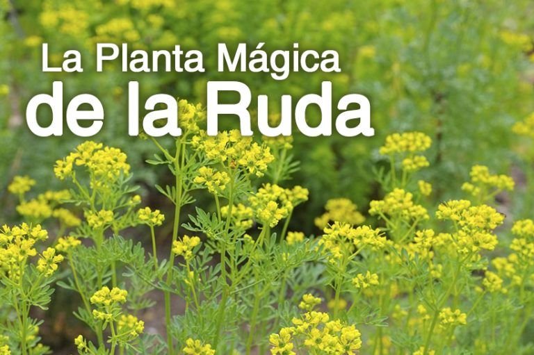 BAÑOS DE RUDA PARA ATRAER LA SUERTE, SALUD Y MEJORAR LOS INGRESOS ...