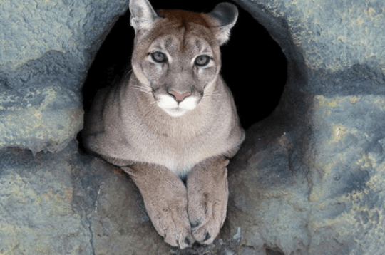 Declaran oficialmente extinto al puma oriental ¡Basta ya Humanos ...