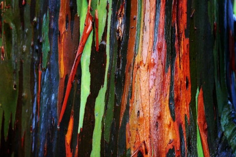 ¿Has visto árboles de colores? En Filipinas los puedes encontrar ...