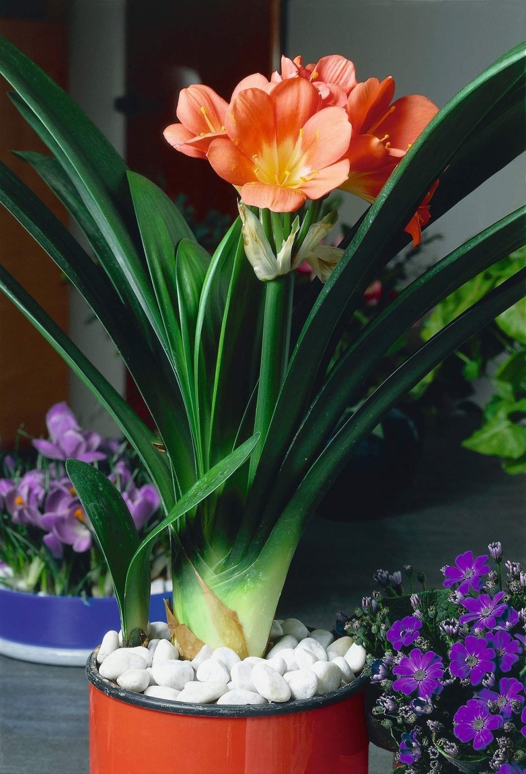 La Clivia: Esta Planta Atrae la Buena Suerte - Ignis Natura