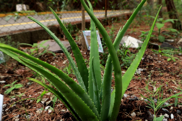 La Sábila Rara Vez Florece: Significado y Curiosidades - Ignis Natura