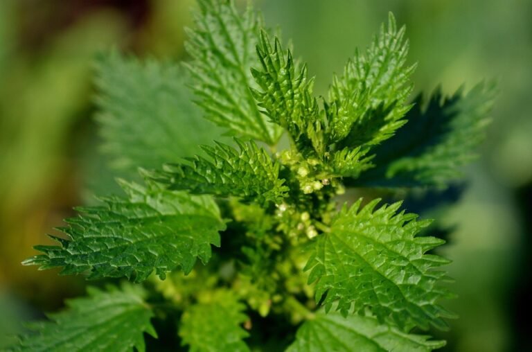 Beneficios de la Ortiga: Propiedades, Usos y Valor Nutricional